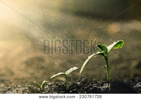 Green Seedling Growing Image & Photo (Free Trial) | Bigstock