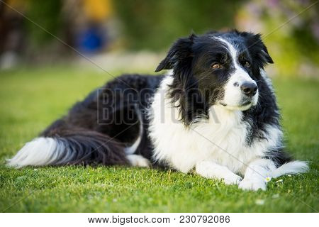 Border Collie Lying Image & Photo (Free Trial) | Bigstock
