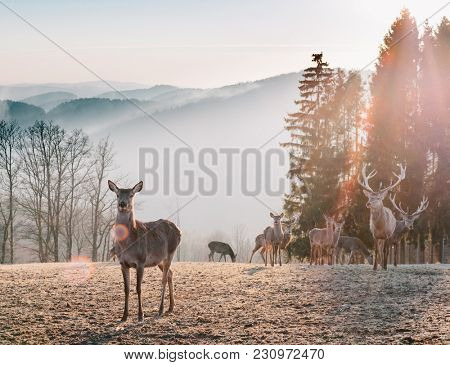 Red Deer Morning Sun. Image & Photo (Free Trial) | Bigstock