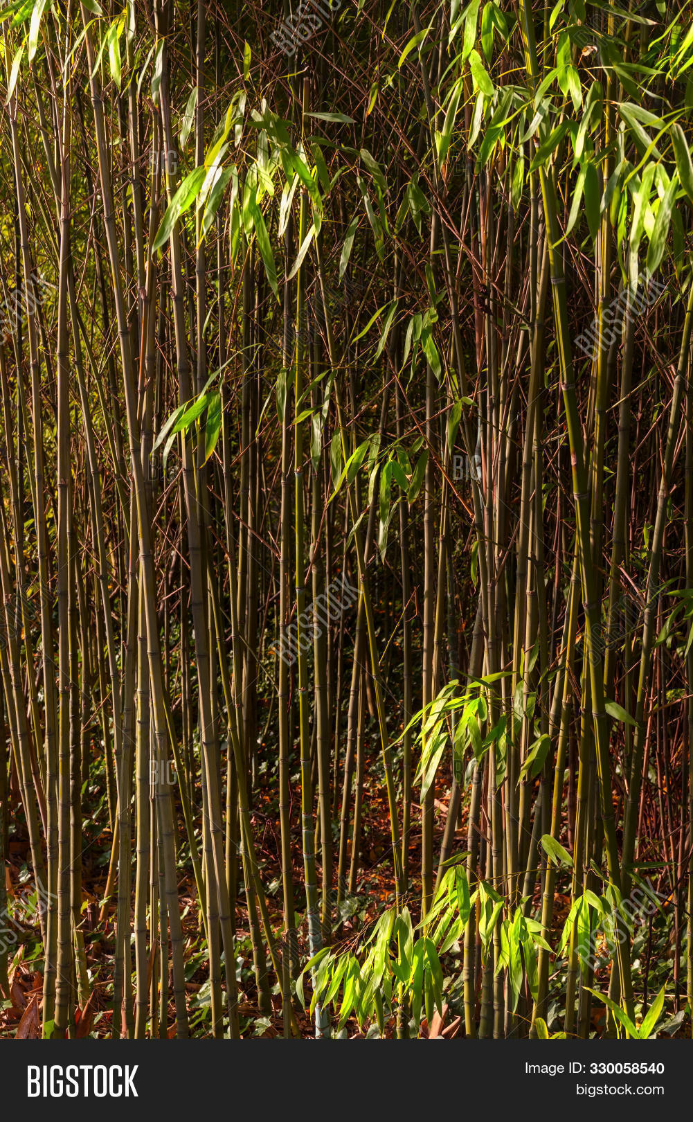 Bamboo Rainforest. Image & Photo (Free Trial) | Bigstock