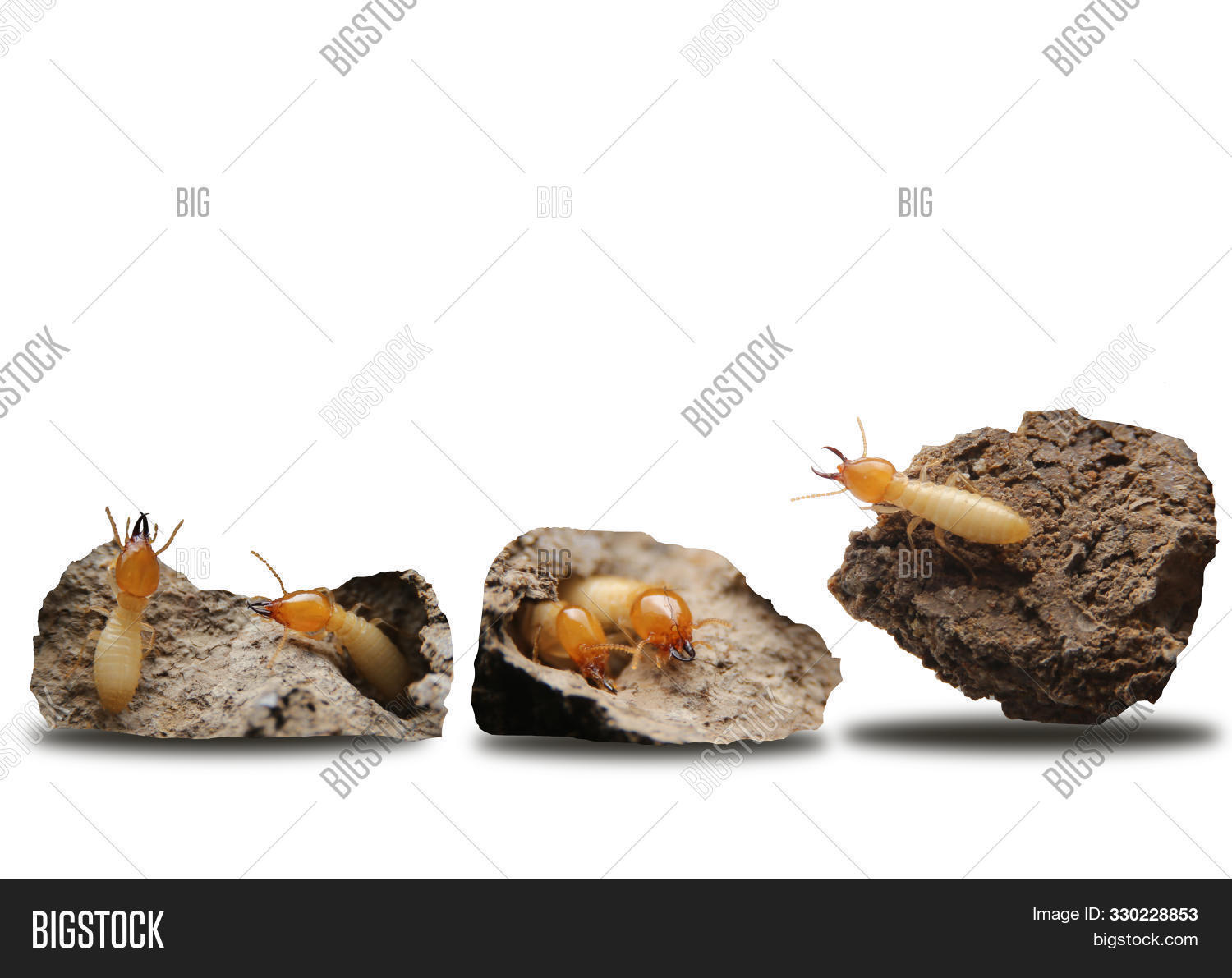 Collection Termites Image & Photo (Free Trial) | Bigstock