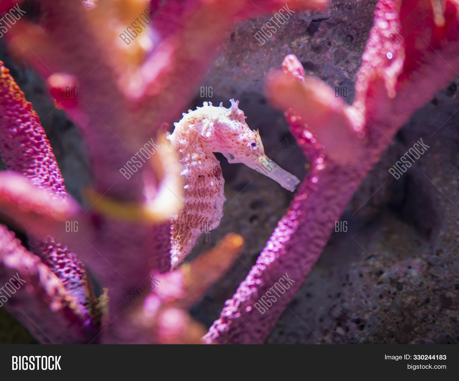 Pink Zebra-snout Image & Photo (Free Trial) | Bigstock