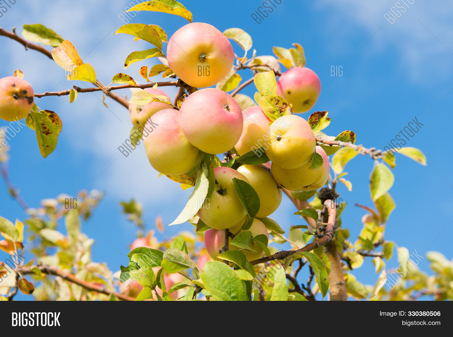 Abundant Crop Apples. Image & Photo (Free Trial) | Bigstock