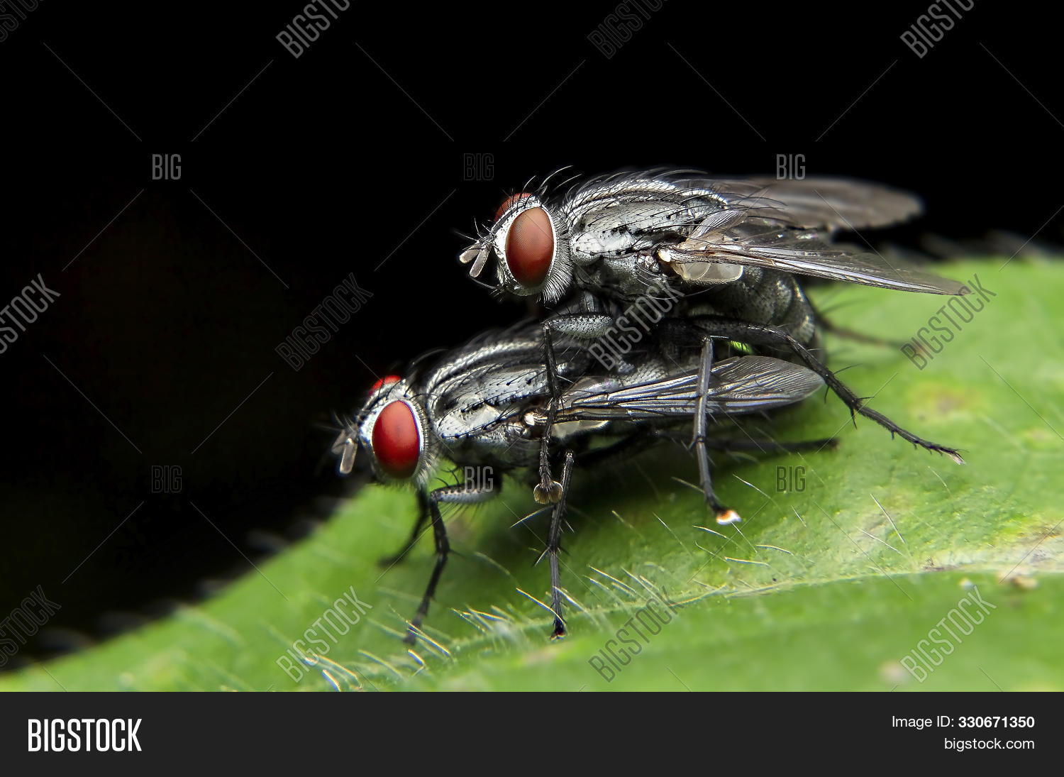 Biggest Fly In The World