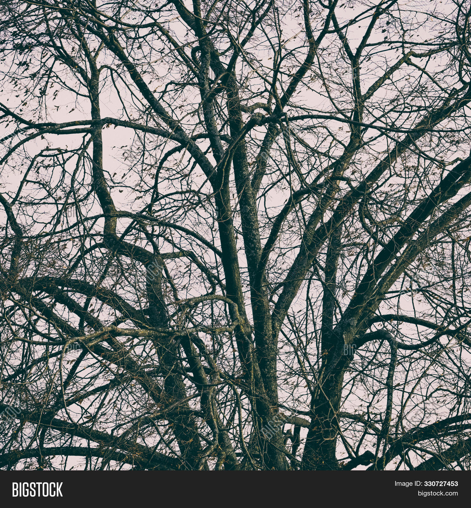Bare Branches Tree Image & Photo (Free Trial) | Bigstock