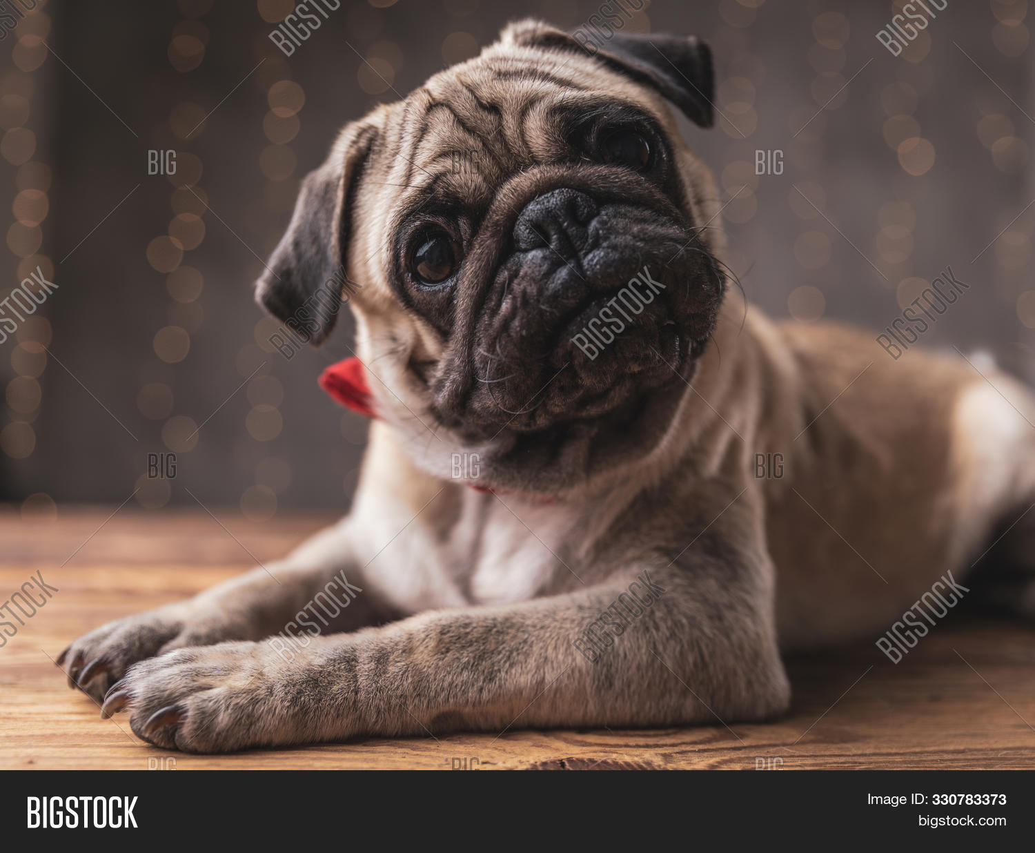 Confused Pug Dog Image & Photo (Free Trial) | Bigstock