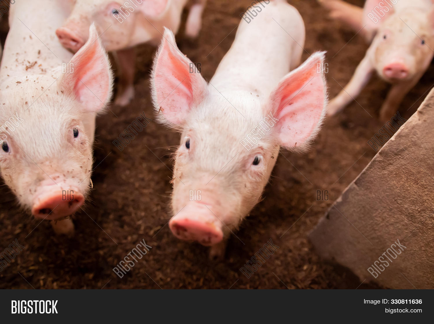 Many Pigs Walking On Image & Photo (Free Trial) | Bigstock
