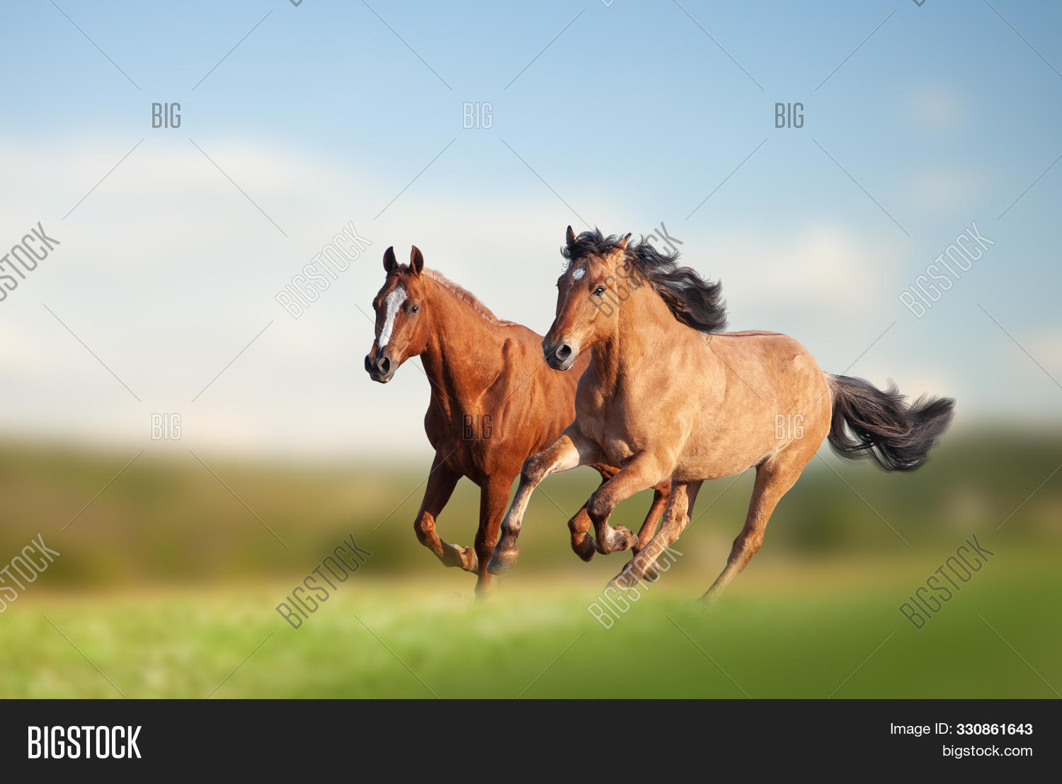 Wild Horses Running