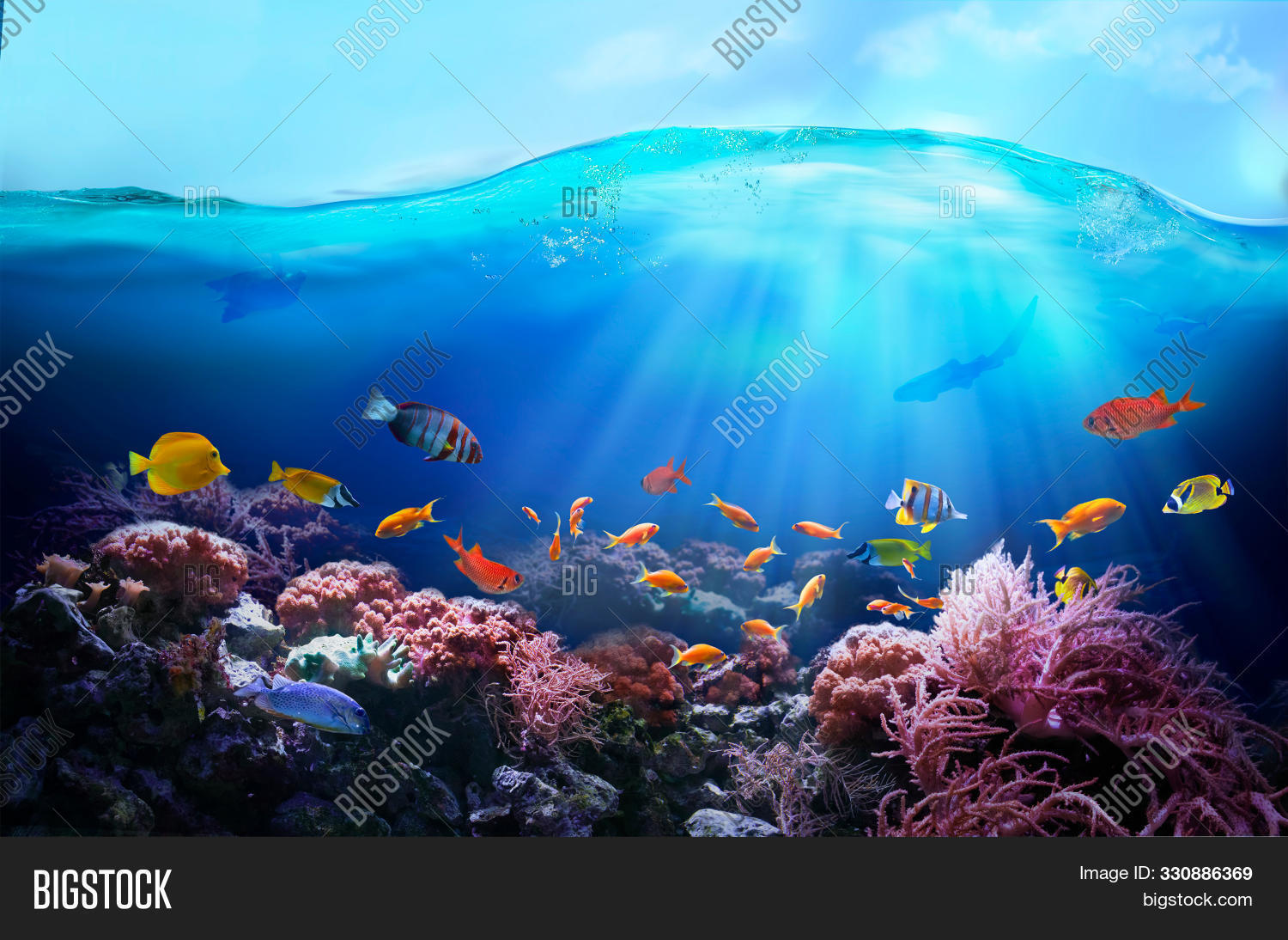 Rich Colors Coral Reef Image & Photo (Free Trial) | Bigstock