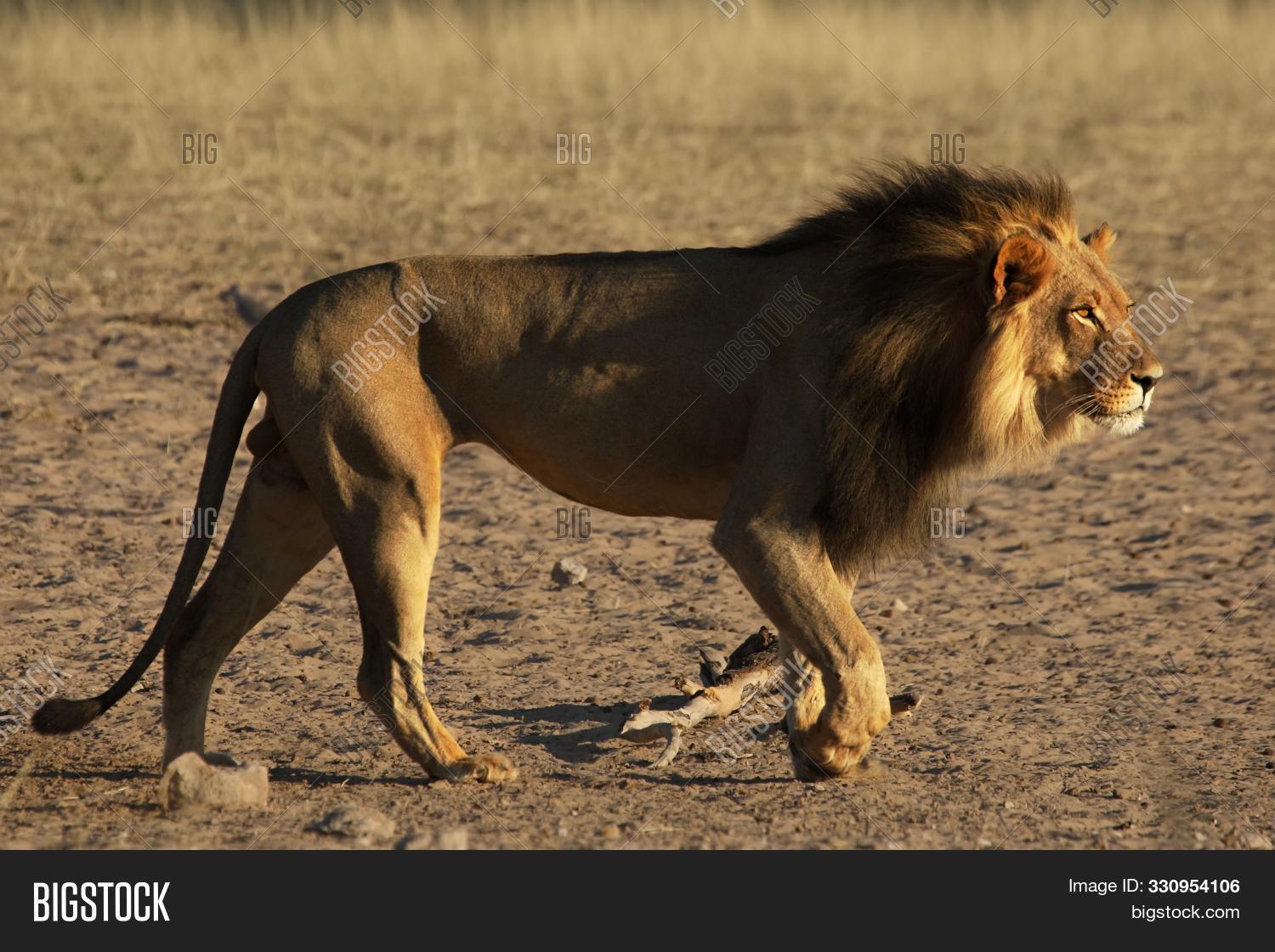 Huge Lion Male ( Image & Photo (Free Trial) | Bigstock