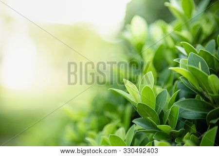Greenery Background Images, Illustrations & Vectors (Free) - Bigstock