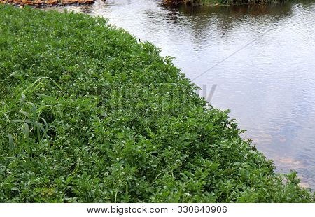 Watercress Growing Image & Photo (Free Trial) | Bigstock