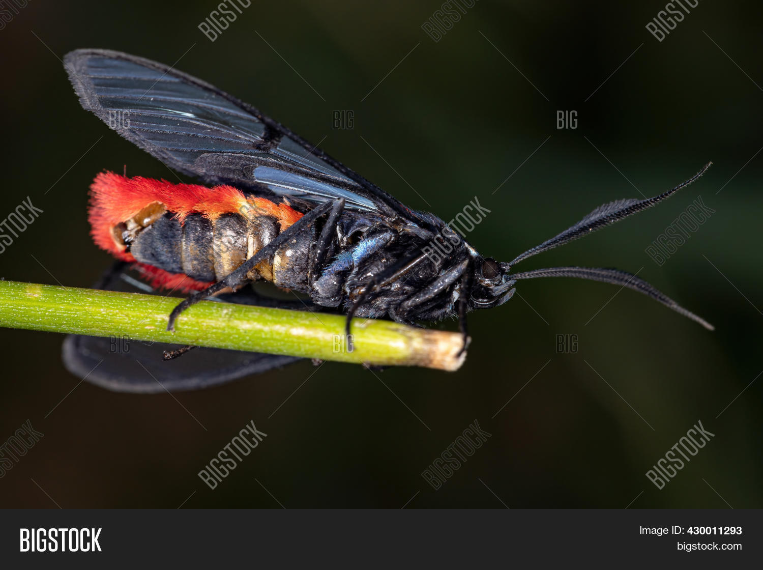 Adult Tiger Moth Image & Photo (Free Trial) | Bigstock