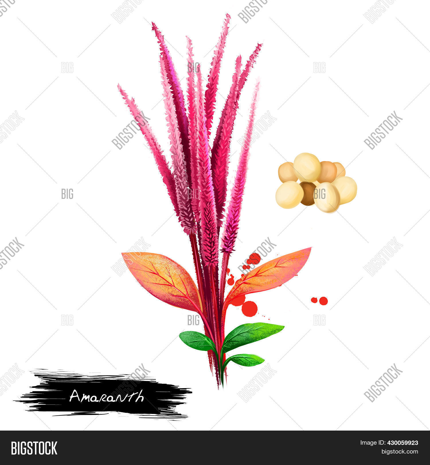 Imagen y foto Amaranth Vegetable (prueba gratis) | Bigstock