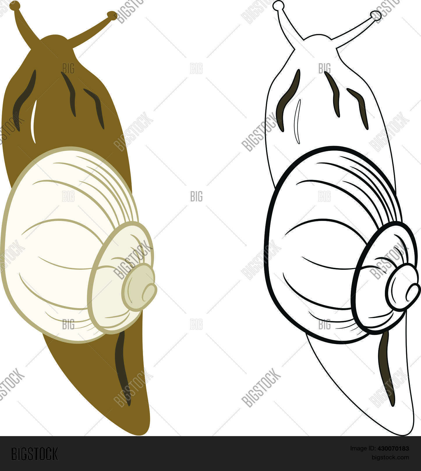 Snail Insect 2d Vector & Photo (Free Trial) | Bigstock