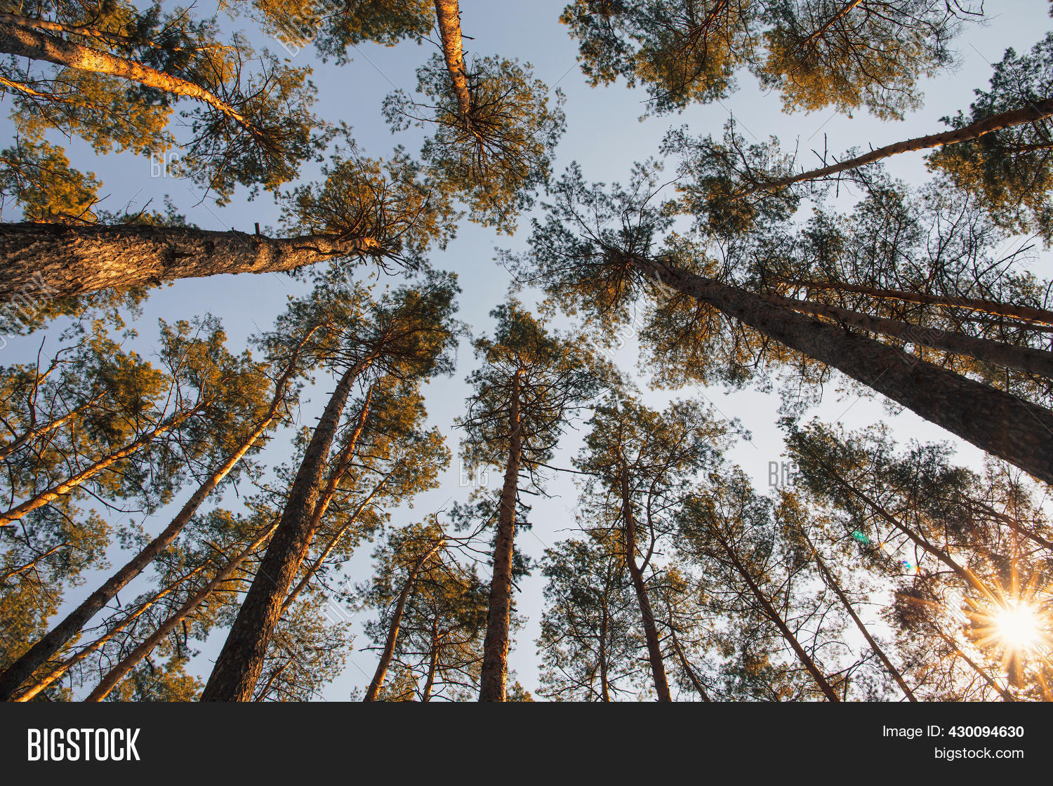 Gracefull Pine Trees Image & Photo (Free Trial) | Bigstock