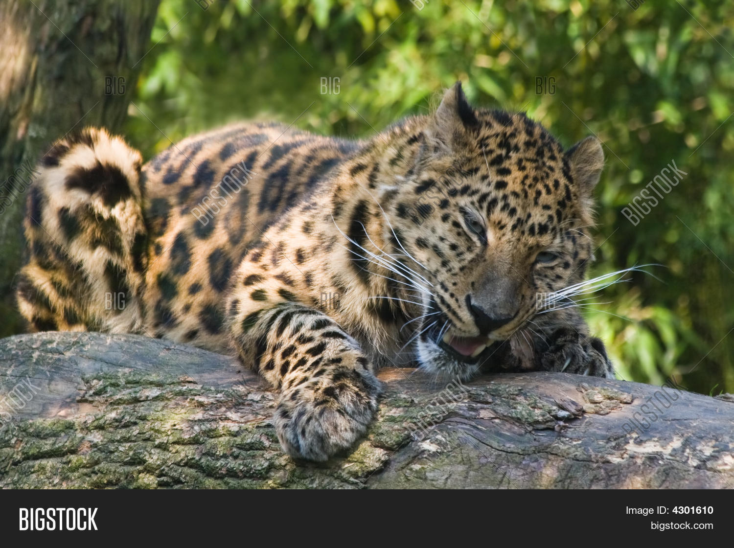 Amour Panther Eating Image & Photo (Free Trial) | Bigstock