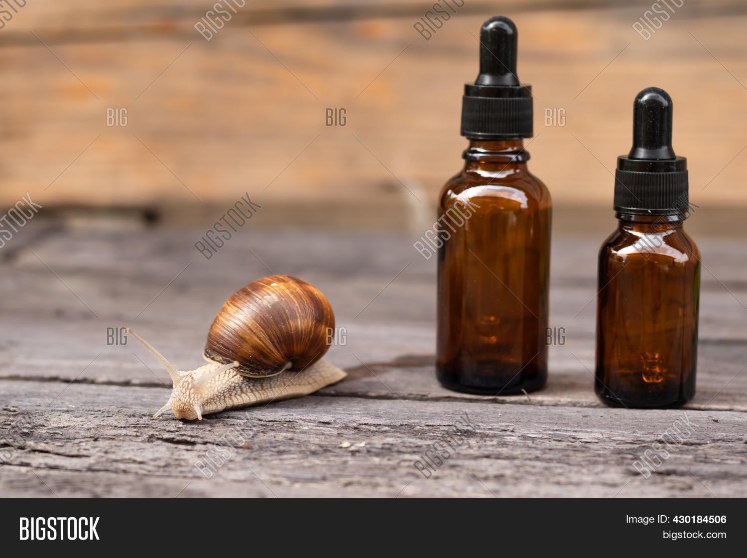 Jar Cream Snail Mucus Image & Photo (Free Trial) | Bigstock
