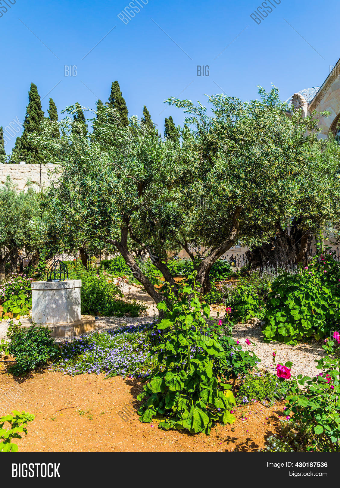 Holy Garden Gethsemane Image & Photo (Free Trial) | Bigstock