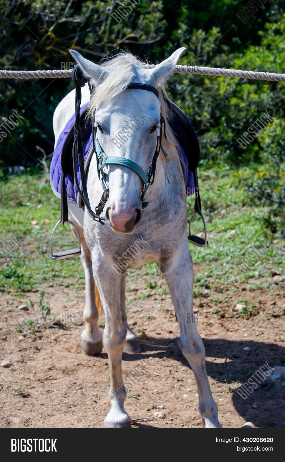 Saddled Bridled Riding Image & Photo (Free Trial) | Bigstock