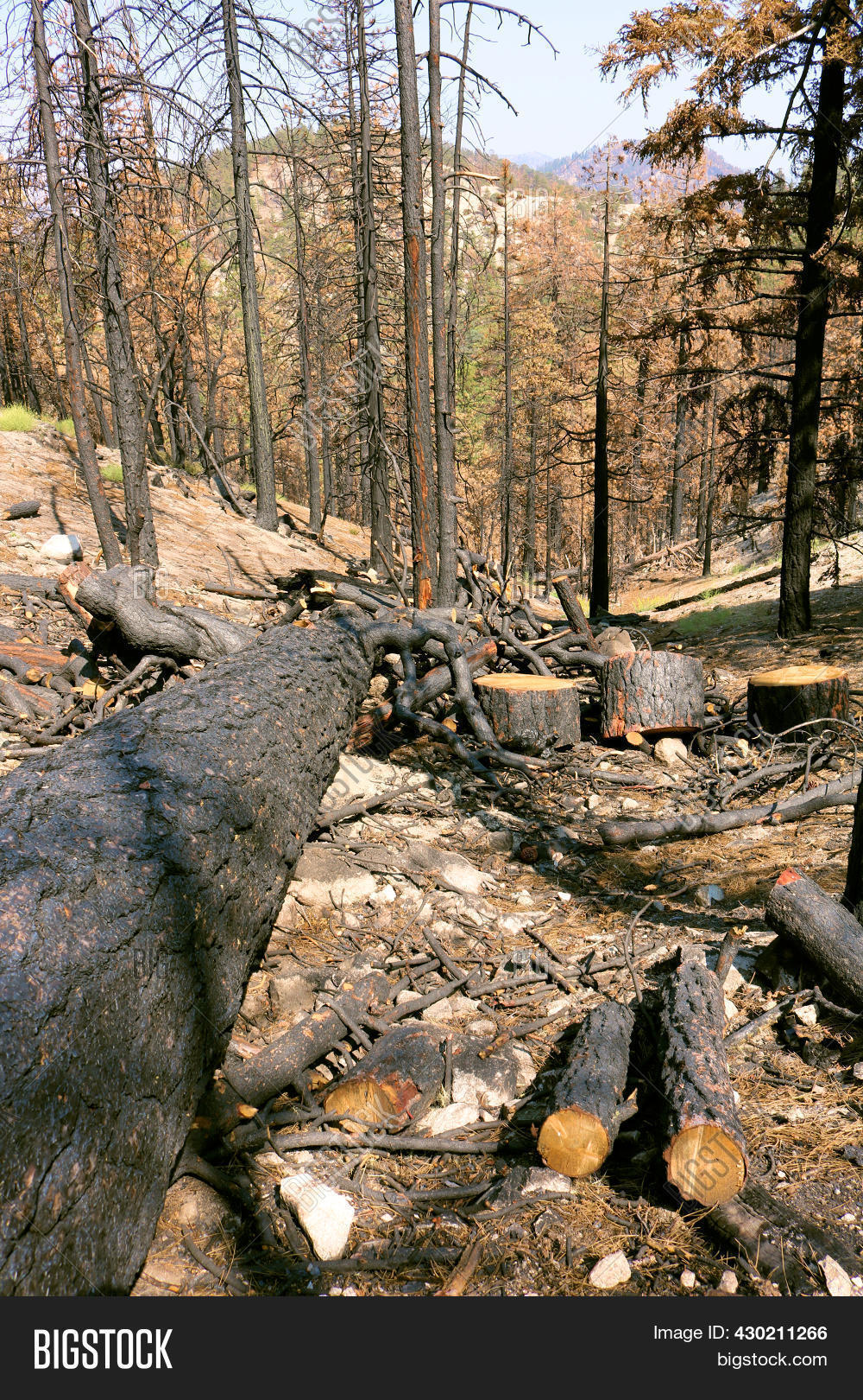 Burnt Pine Trees On Image & Photo (Free Trial) | Bigstock