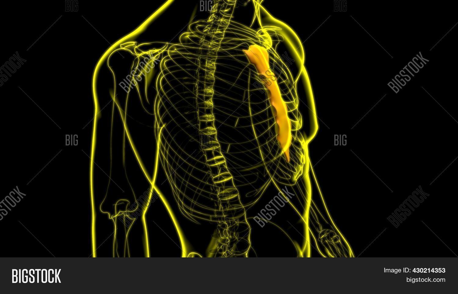 Human Skeleton Sternum Image & Photo (Free Trial) | Bigstock