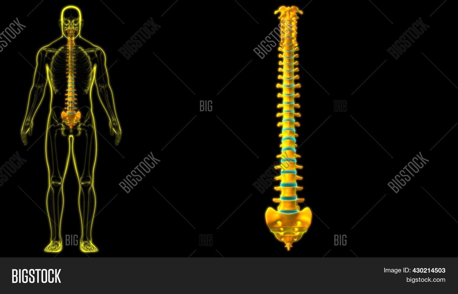 Human Skeleton Image & Photo (Free Trial) | Bigstock