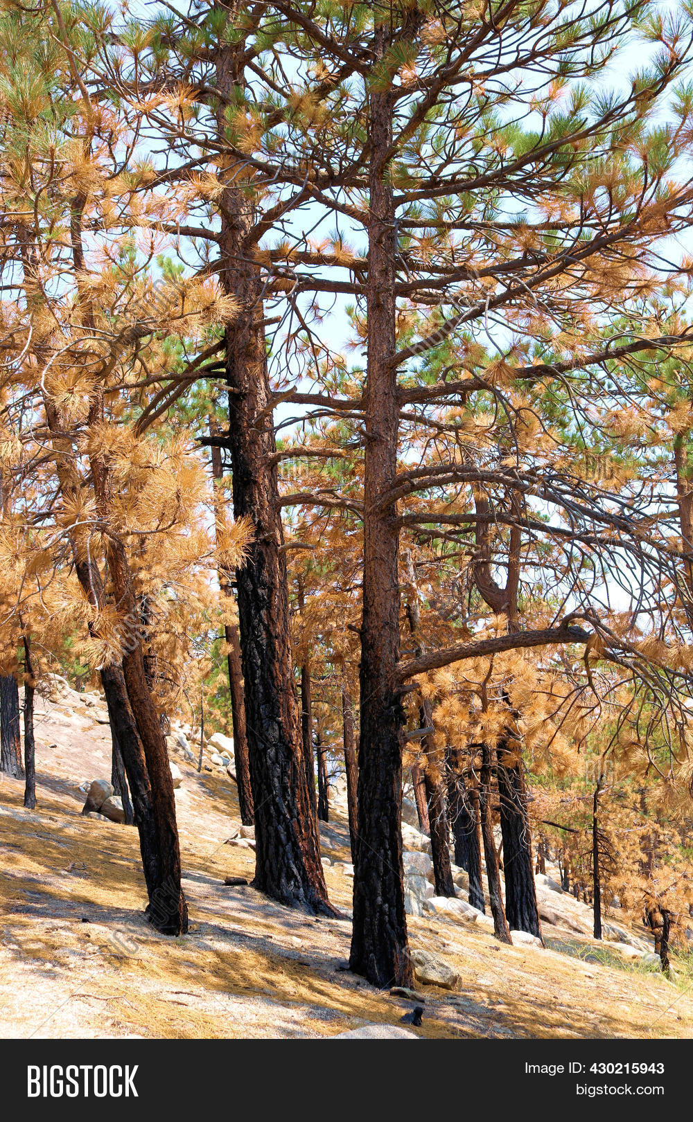 Burnt Pine Trees Image & Photo (Free Trial) | Bigstock