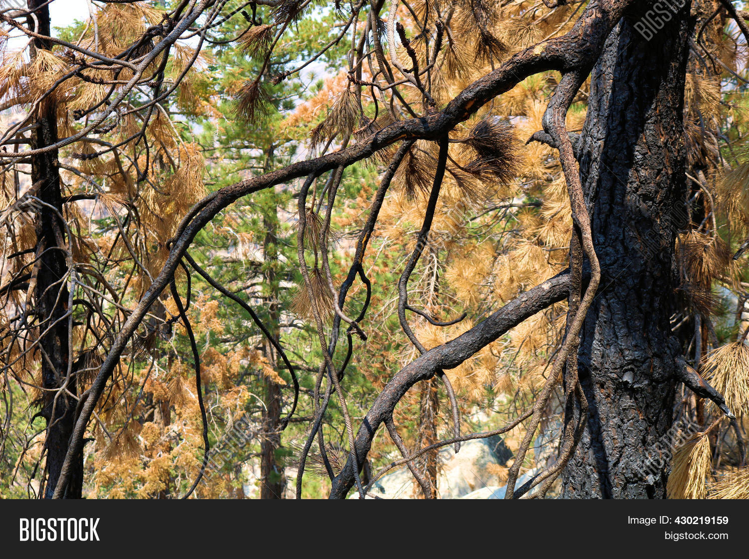 Burnt Pine Trees On Image & Photo (Free Trial) | Bigstock