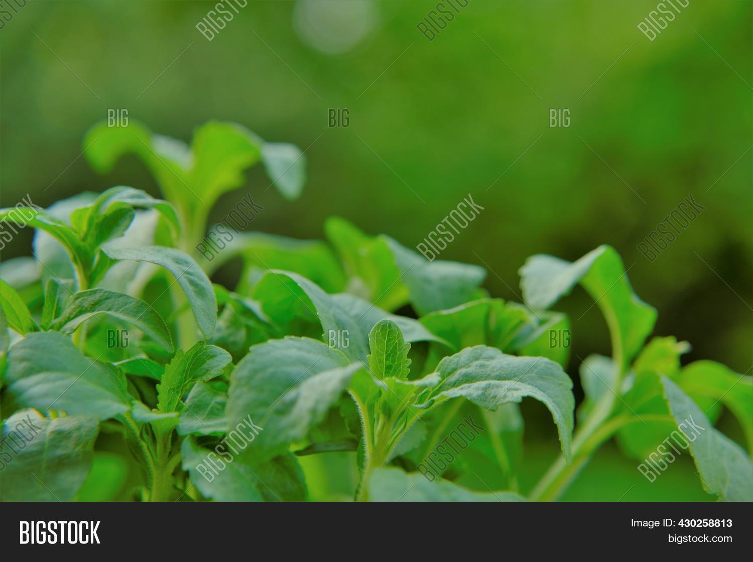 Stevia Rebaudiana On Image & Photo (Free Trial) | Bigstock