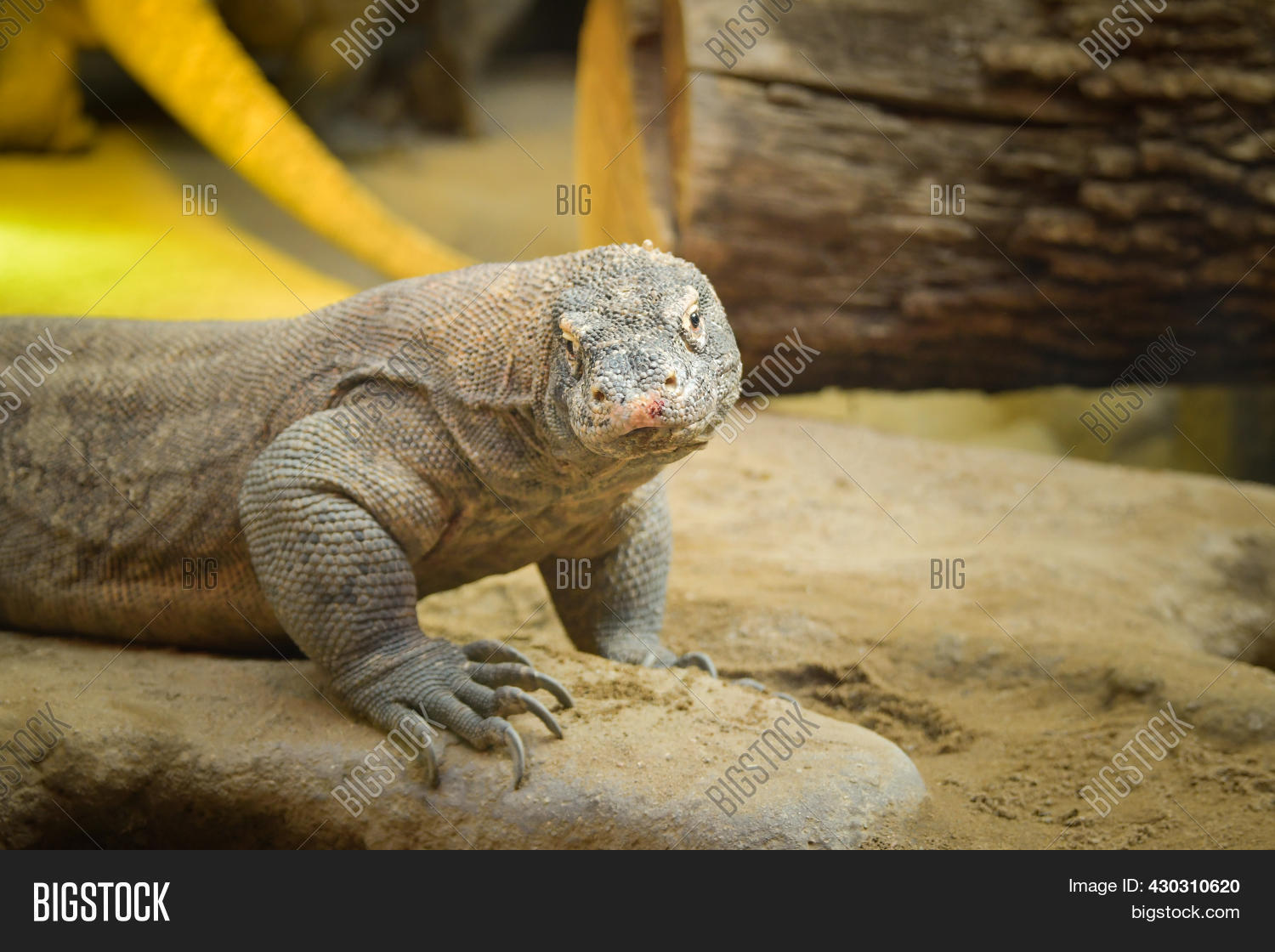 Monitor Lizard On Image & Photo (Free Trial) | Bigstock