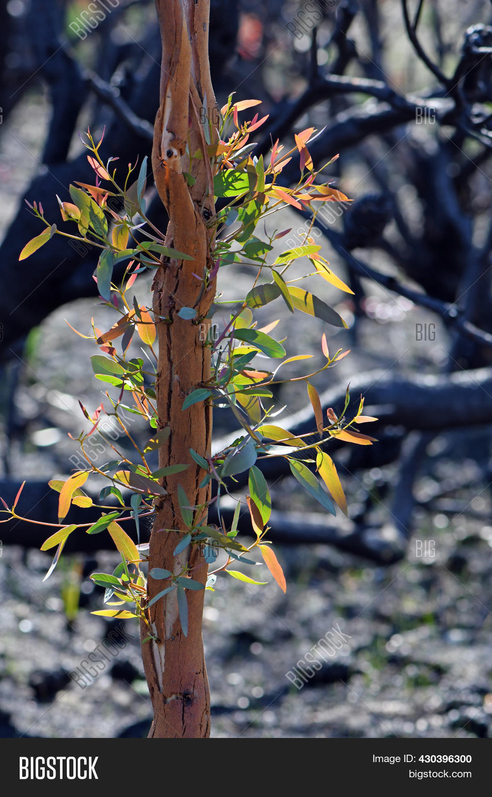 Epicormic Sprouting On Image & Photo (Free Trial) | Bigstock