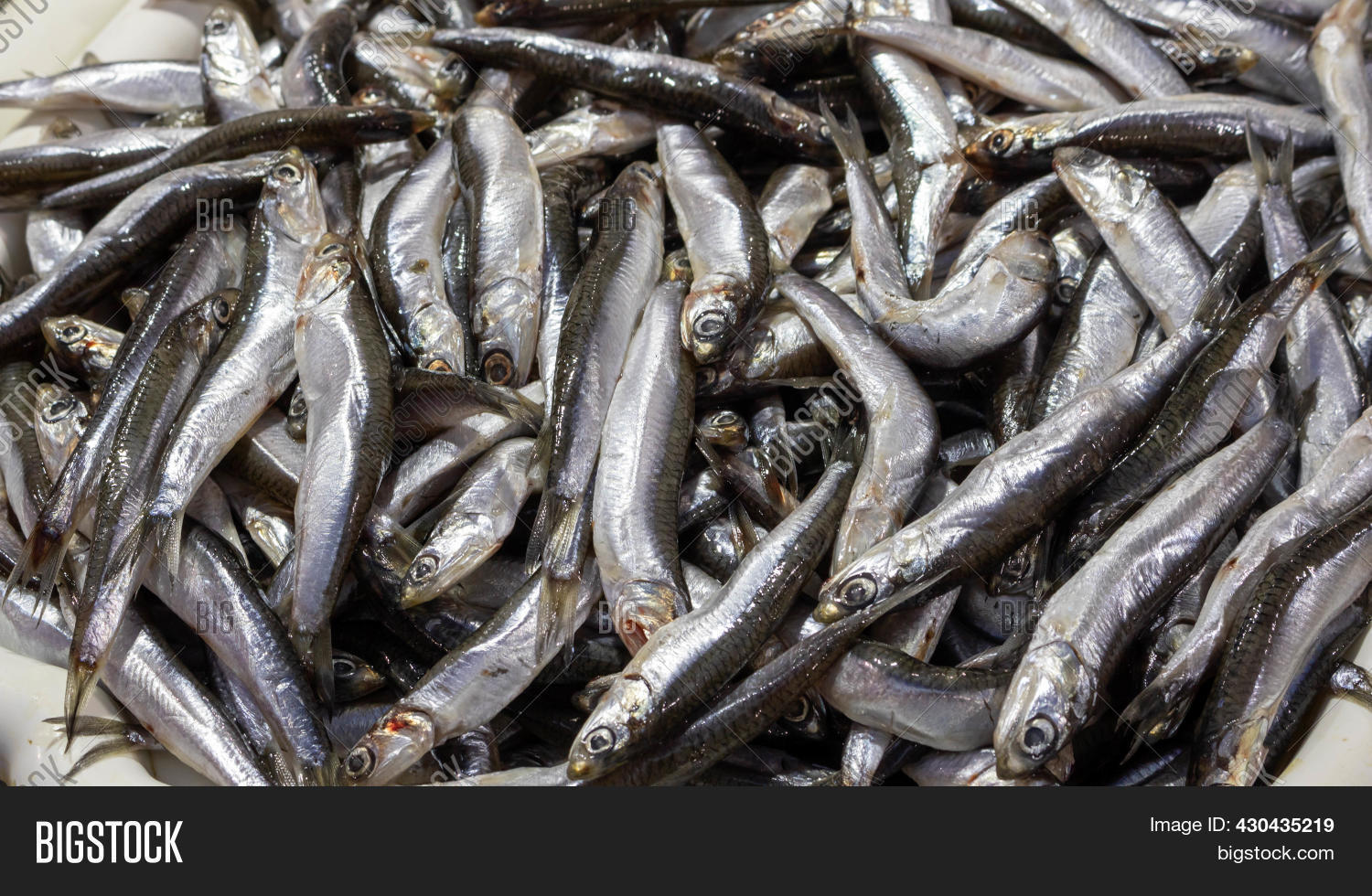 Black Sea Anchovy Fish Image & Photo (Free Trial) | Bigstock