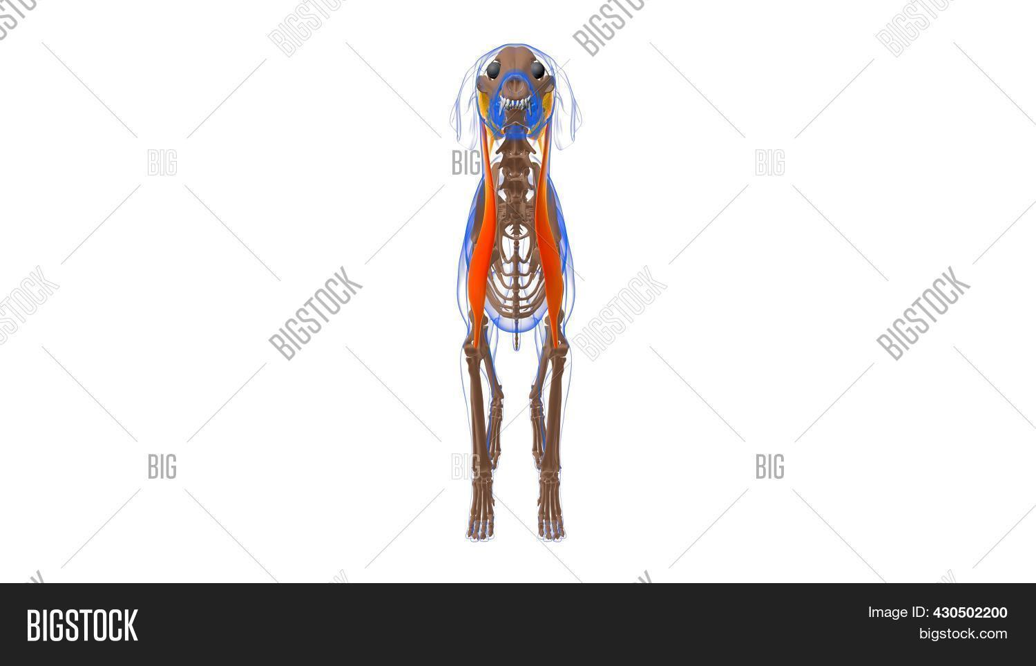 Brachiocephalicus Image & Photo (Free Trial) | Bigstock
