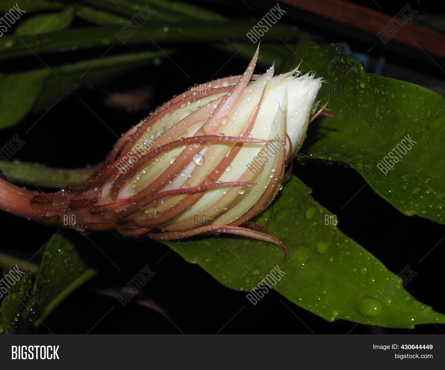 Beautiful Brahma Kamal Image & Photo (Free Trial) | Bigstock