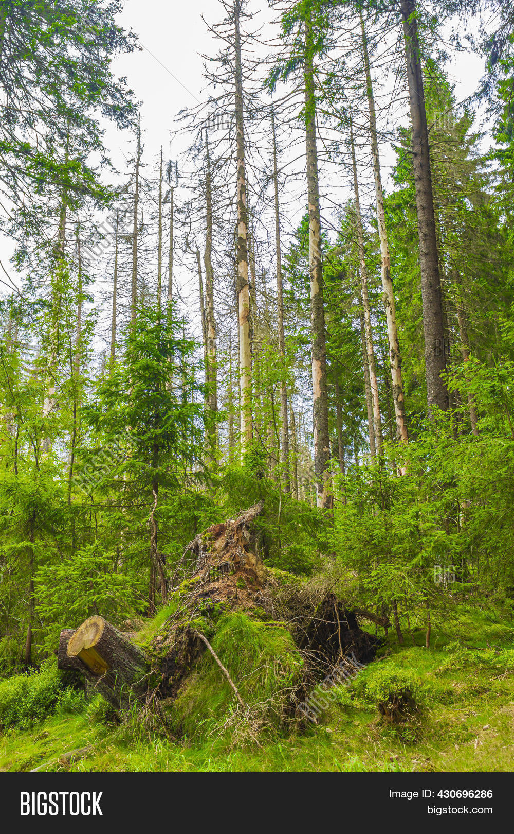 Forest Dead Fir Trees Image & Photo (Free Trial) | Bigstock