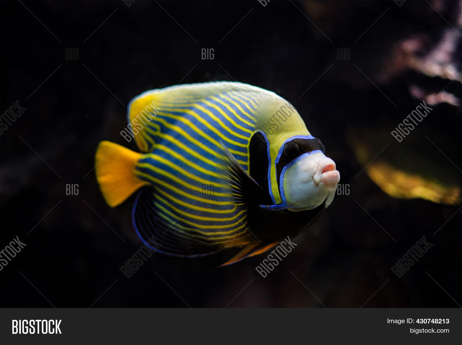 Emperor Angelfish Image & Photo (Free Trial) | Bigstock