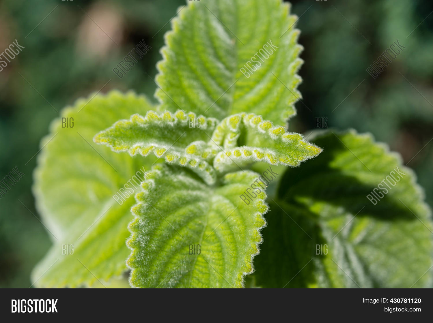 Australian Lemon Leaf Image & Photo (Free Trial) | Bigstock