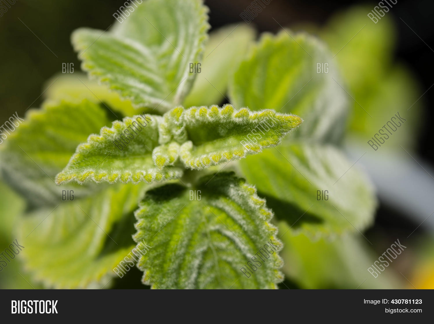 Australian Lemon Leaf Image & Photo (Free Trial) | Bigstock