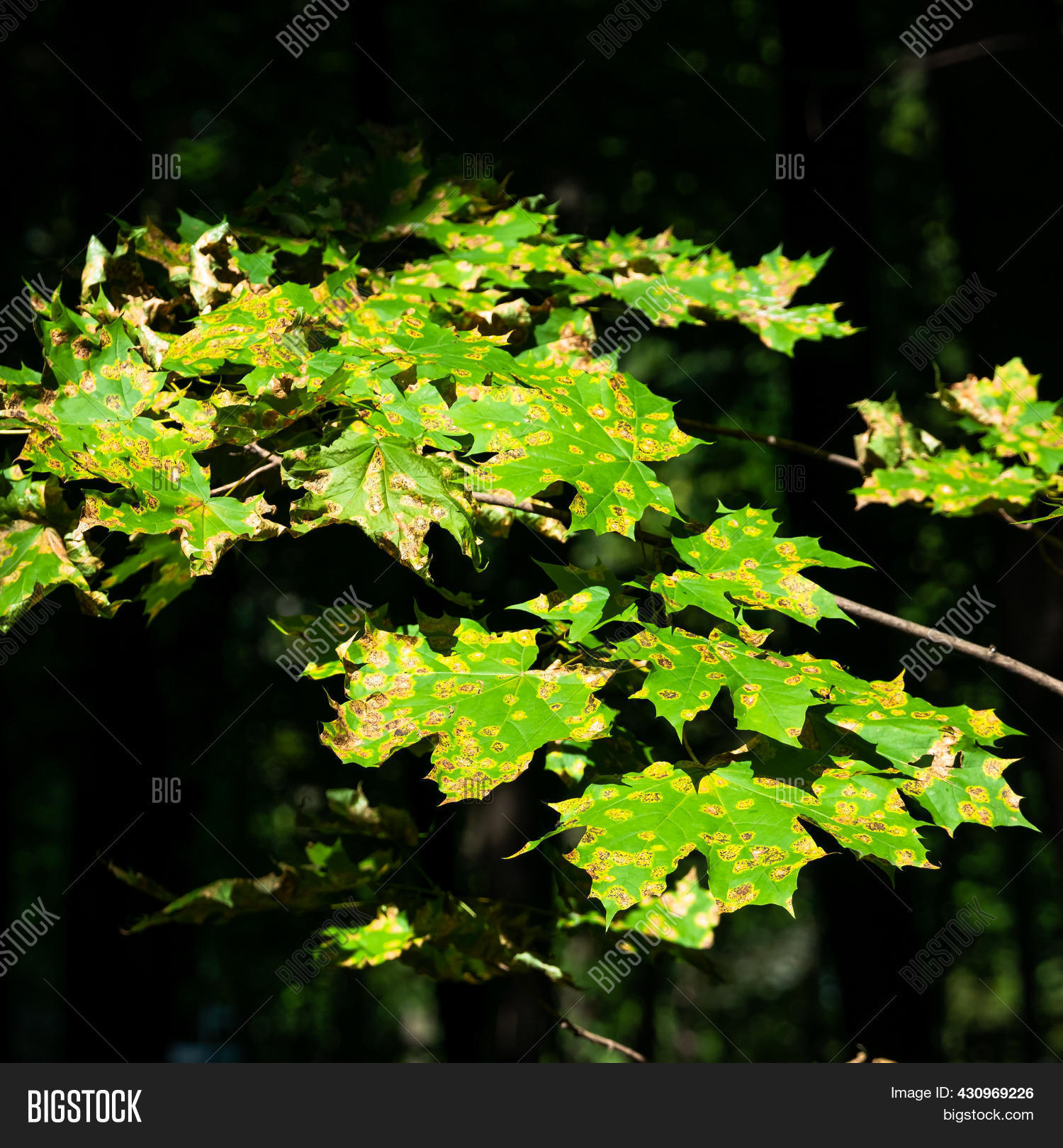Bright Green Maple Image & Photo (Free Trial) | Bigstock