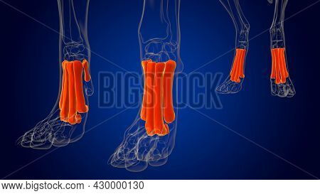 Metatarsal Bones Dog Image & Photo (Free Trial) | Bigstock