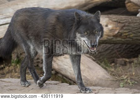 Black Canadian Wolf Image & Photo (Free Trial) | Bigstock