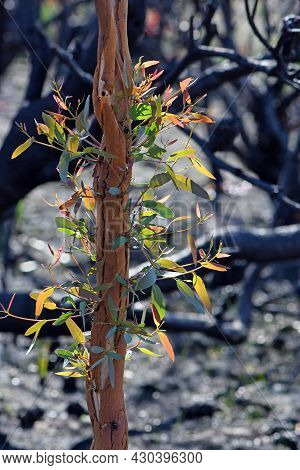 Epicormic Sprouting On Image & Photo (Free Trial) | Bigstock