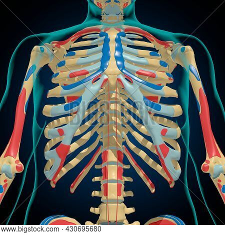 Skeleton Muscle Image & Photo (Free Trial) | Bigstock
