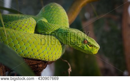 Coiled Green Pit Viper Image & Photo (Free Trial) | Bigstock