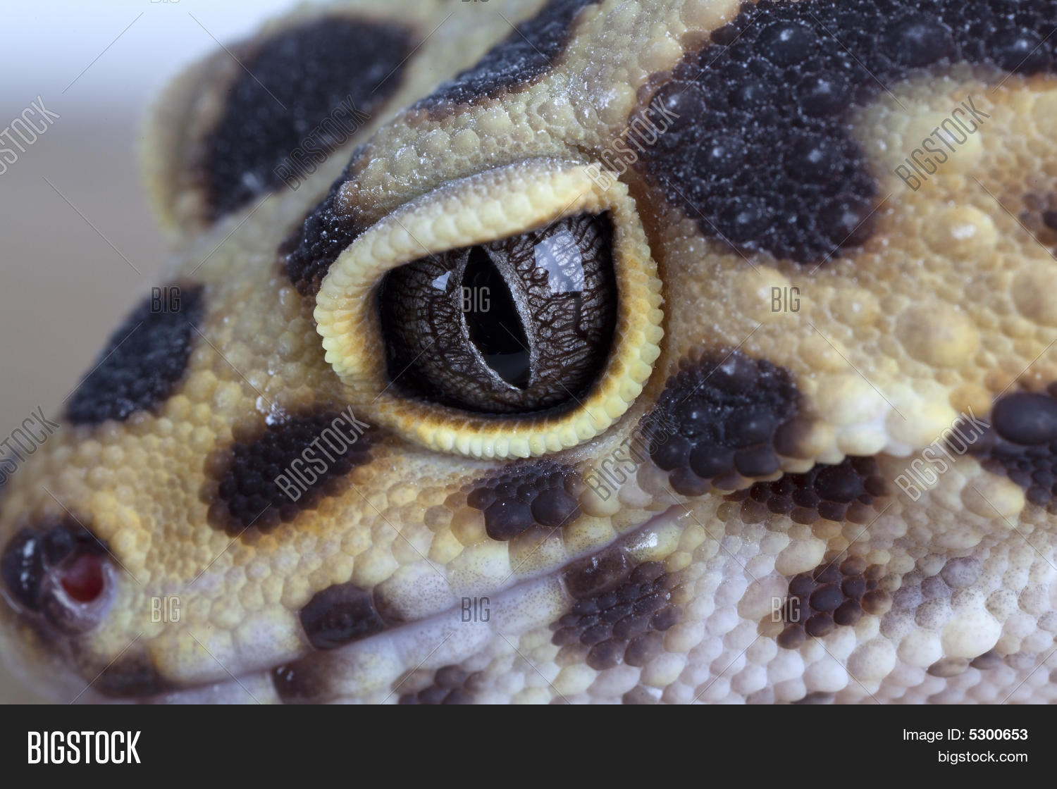 Lizards Face Close Image & Photo (Free Trial) | Bigstock