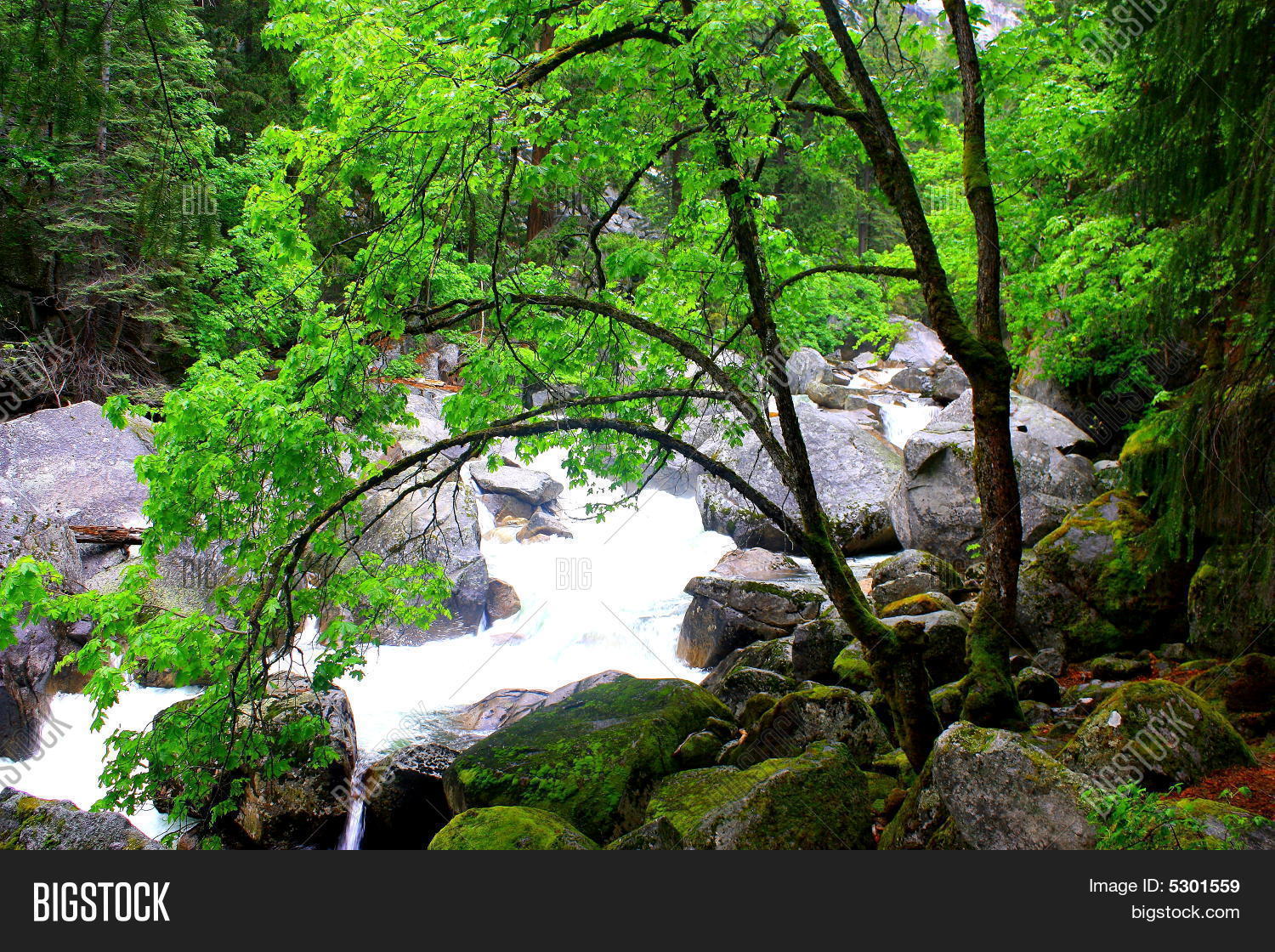 Lush Forest Image & Photo (Free Trial) | Bigstock