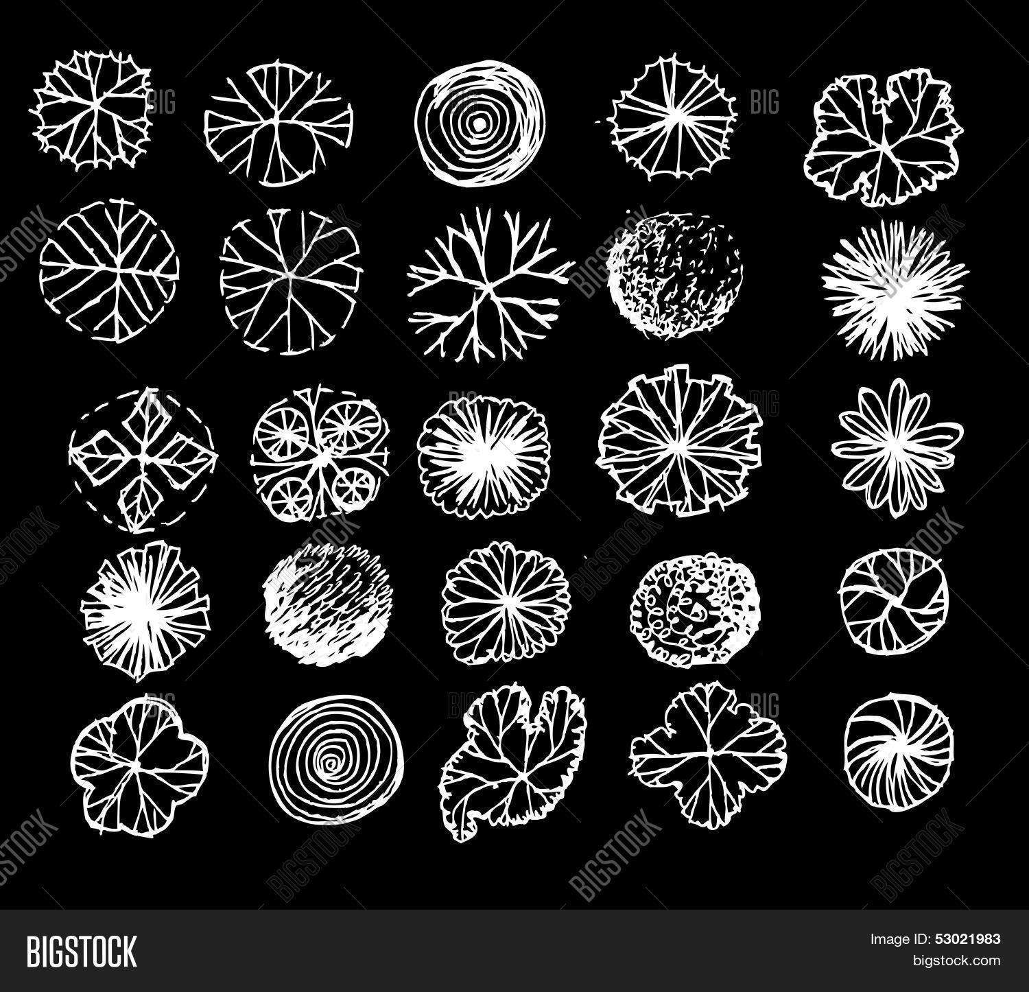 Trees Top View Vector & Photo (Free Trial) | Bigstock