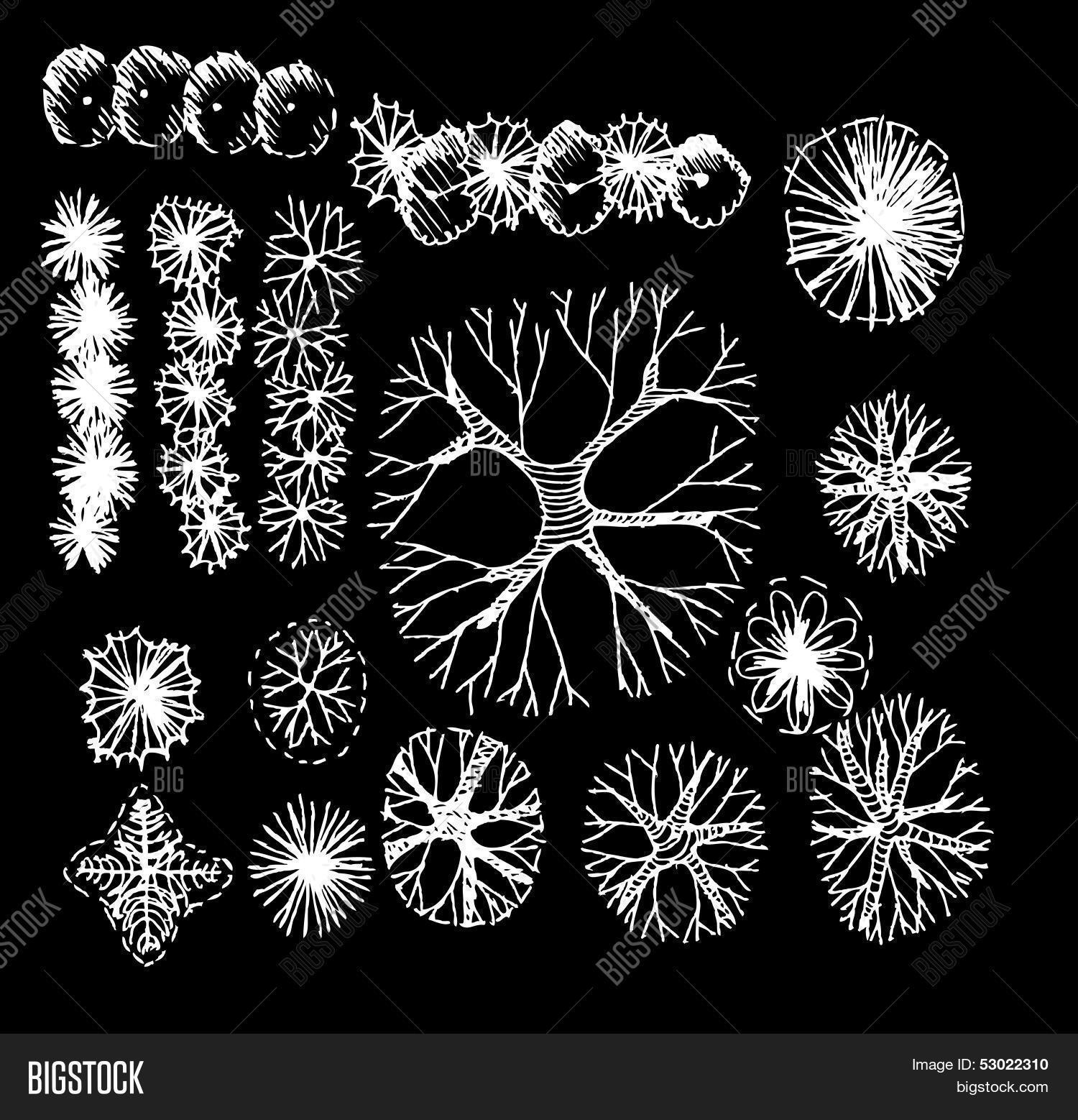 Trees Top View Vector & Photo (Free Trial) | Bigstock