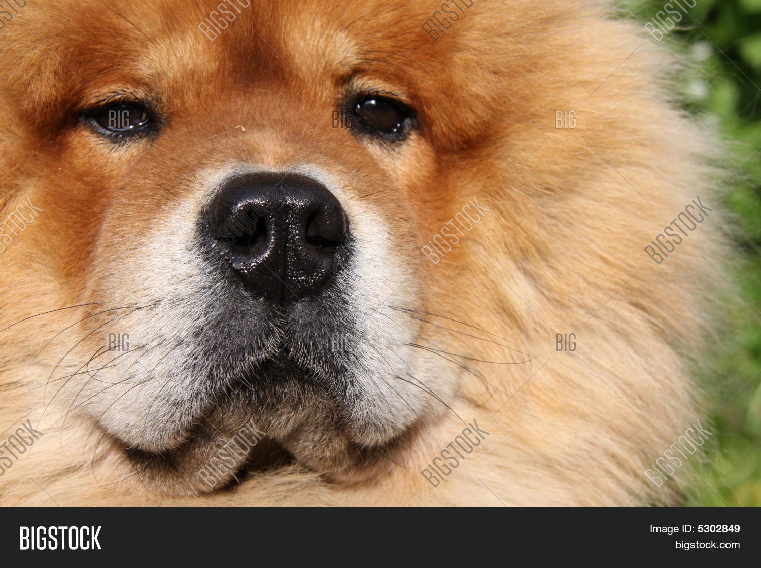 Fluffy Pet Chow Dog Image & Photo (Free Trial) | Bigstock